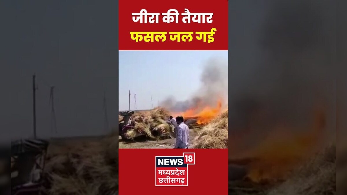 जीरा की तैयार फसल जलने की भयानक तस्वीरें | Ready crop of cumin burnt in ...