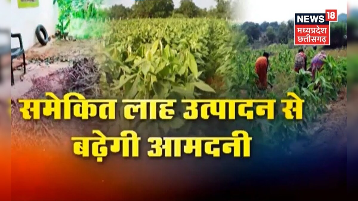 Annadata | सेमियालता के पौधों पर करे लाह की खेती, होगी अच्छी आमदनी ...