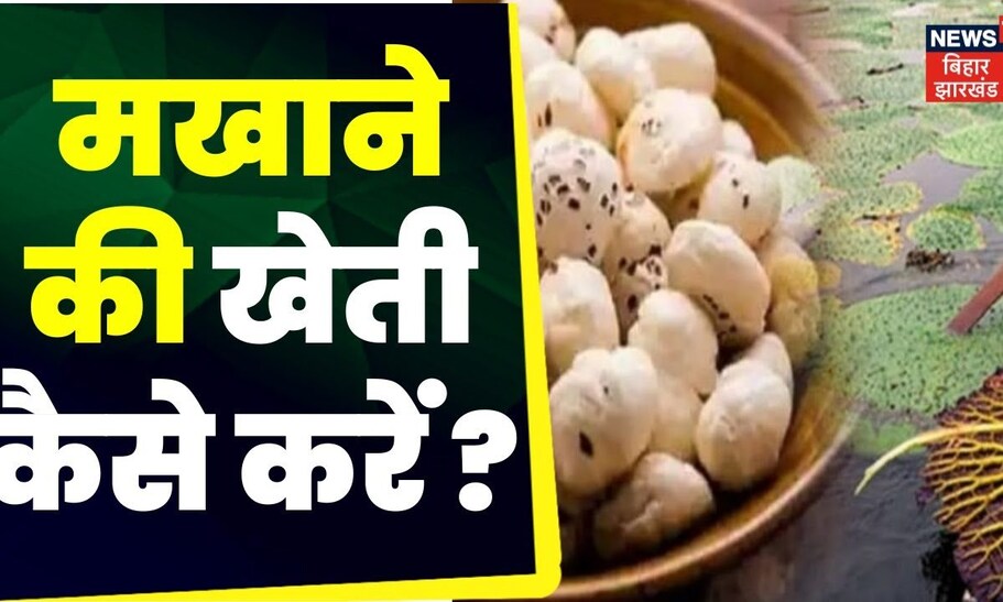 Anndata: मखाना की खेती कैसे करें? यहां जानें। Makhana ki kheti ...
