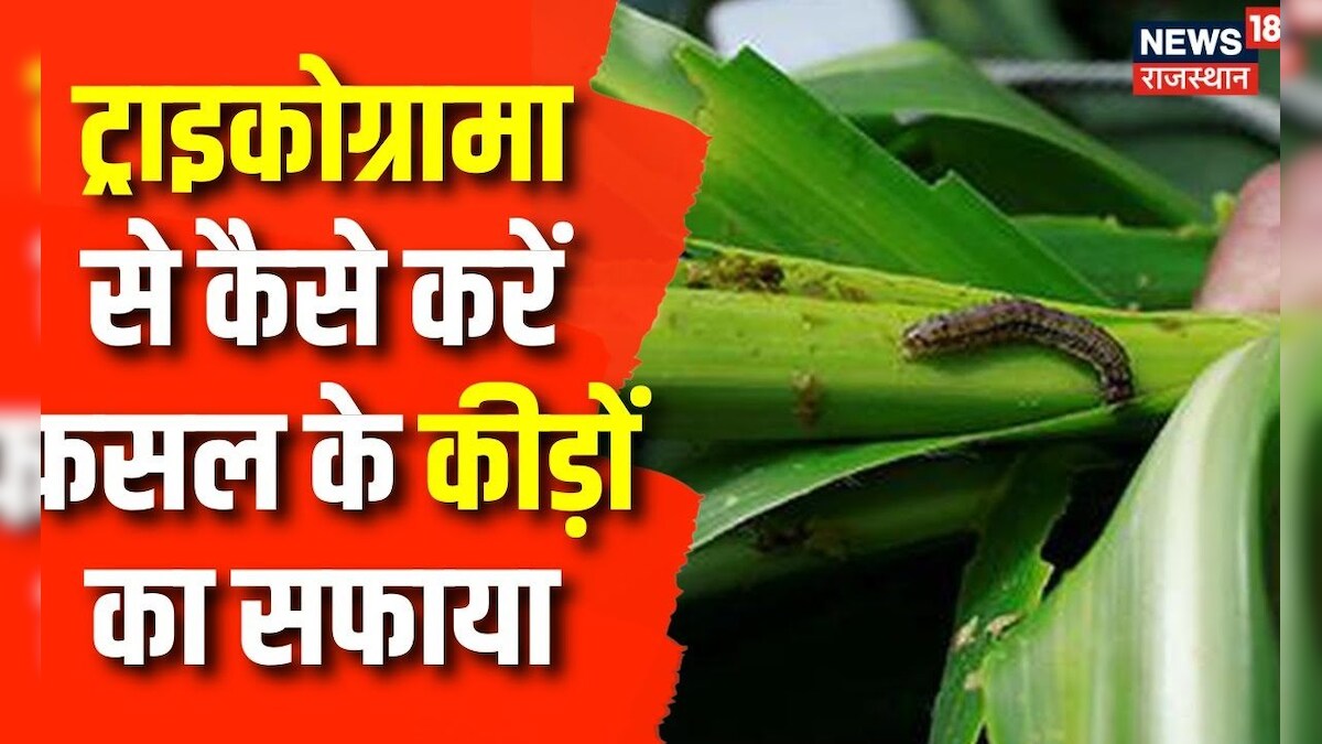 Annadata: फसल को कीटों से बचाने के लिए Trichogramma Cards का उपयोग कैसे ...