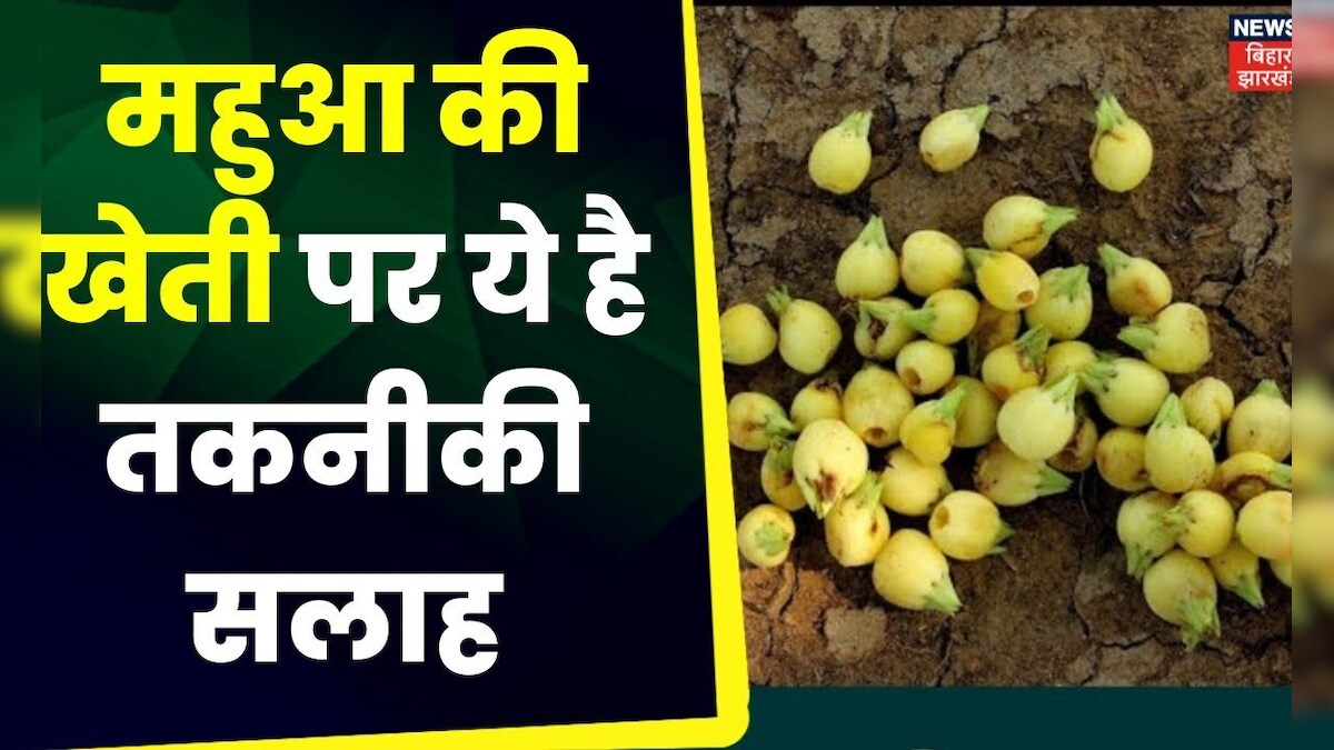 Mahua Ki Kheti : महुआ की खेती पर ये है तकनीकी सलाह | Annadata | Farming ...