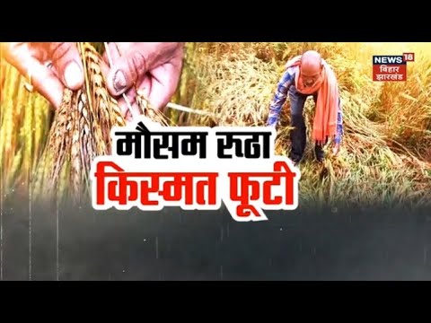 Gopalganj Weather Update: मौसम की मार से अन्नदाता बेहाल, भारी बारिश ...