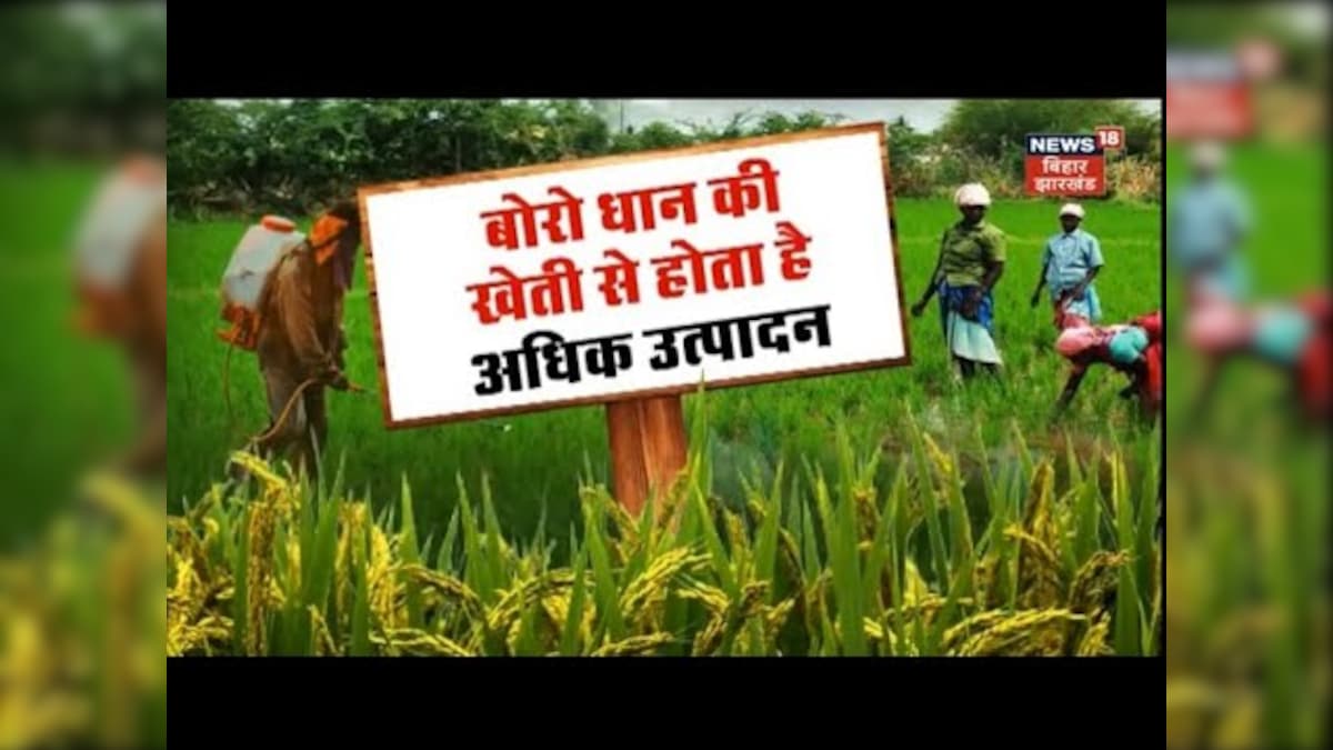 Anndata: बोरो धान की खेती कैसे करें ? Boro Dhan Ki Kheti In Hindi ...