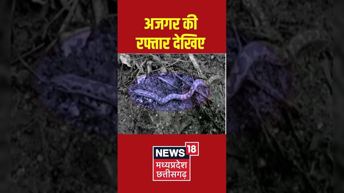Python Video : Python Rescue Live! । अजगर की रफ्तार देखिए । #shorts ...