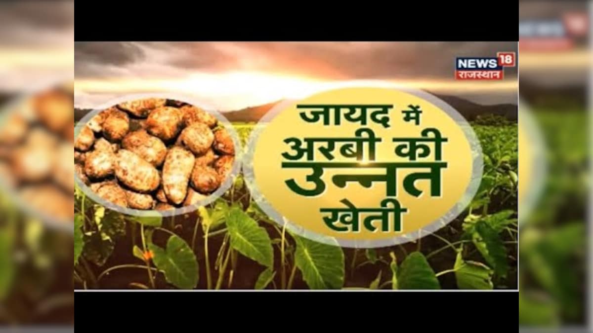 Annadata : अच्छी पैदावार के लिए अरबी की वैज्ञानिक खेती, जायद अरबी की ...