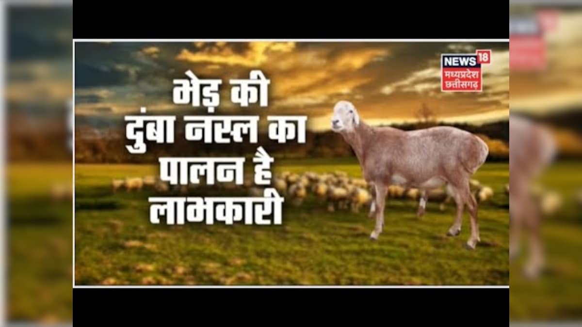 Annadata | भेड़ की दुंबा नस्ल का पालन है लाभकारी, जानिए दुंबा नस्ल की ...