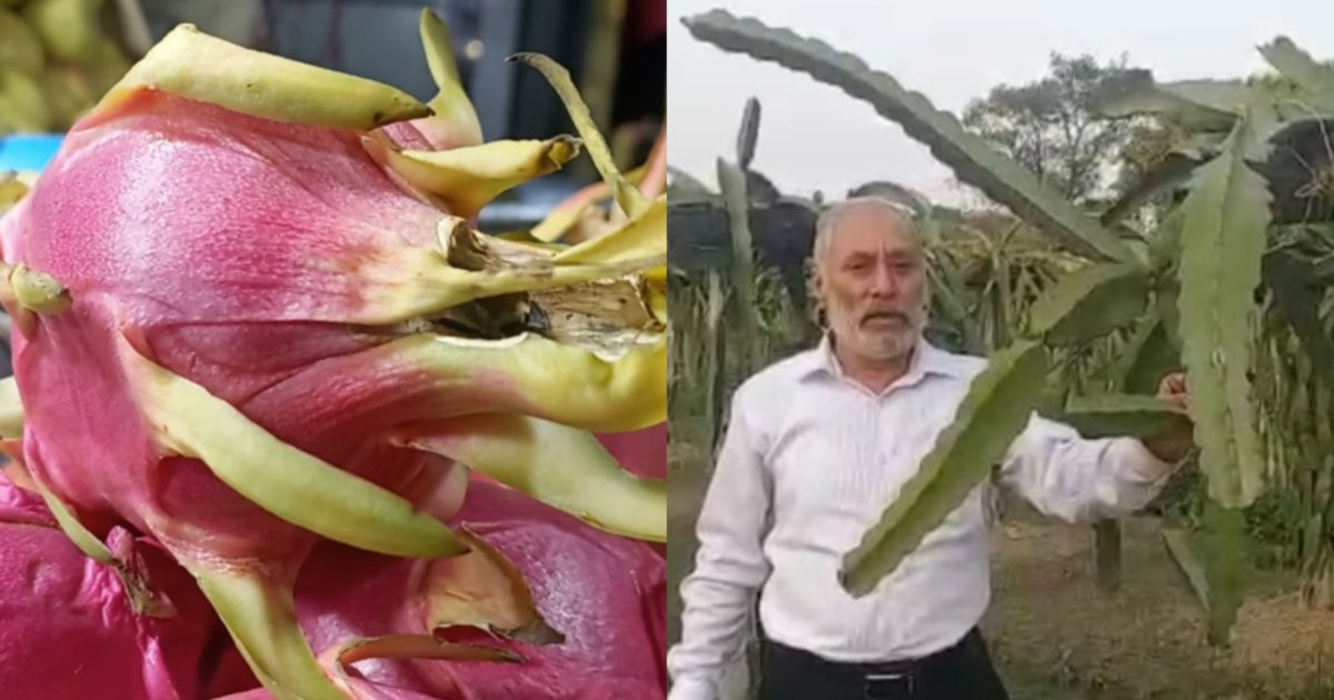 Dragon fruit cultivation starts in nainital district for first time ...