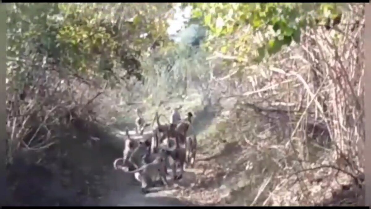 Omg farmers stop cultivating gram due to terror of monkeys deer pigs ...