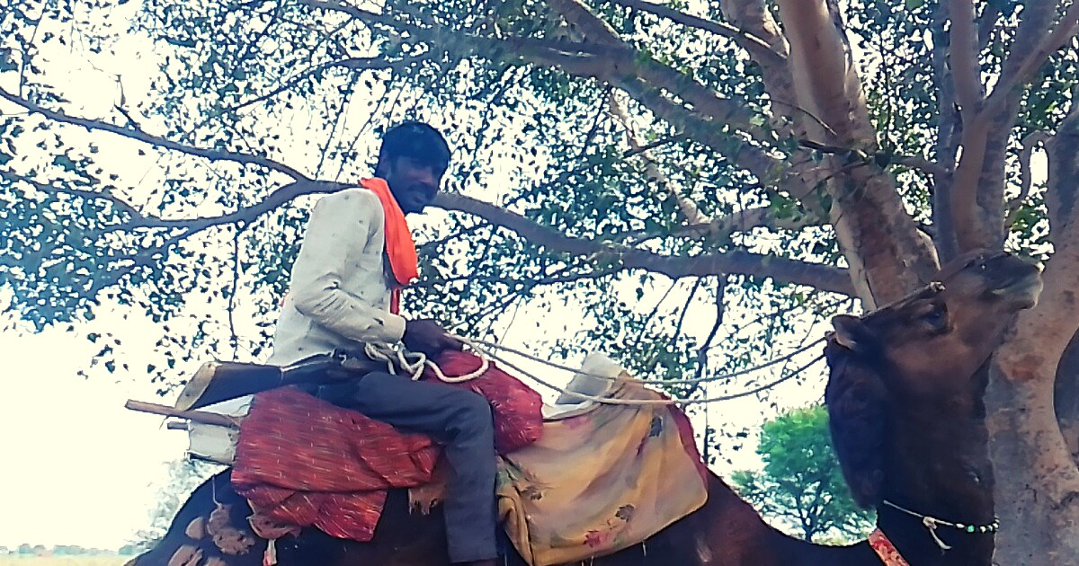 Bhil caste people protect farmers crops from stray and wild animals ...