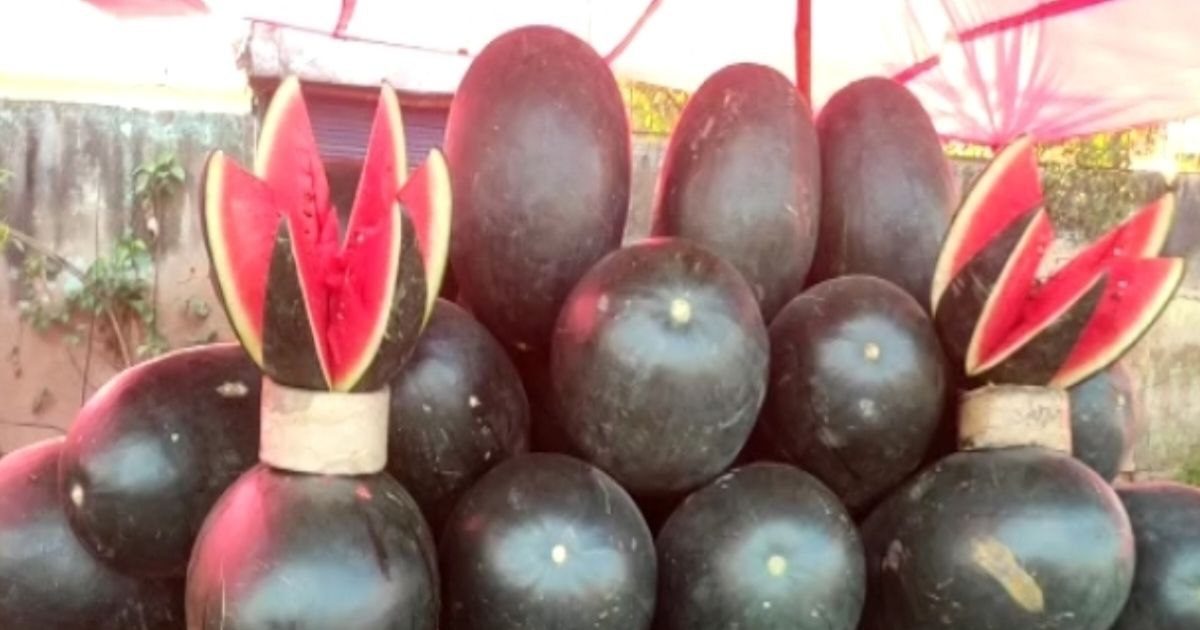 watermelon knocking in market being imported from maharashtra and ...