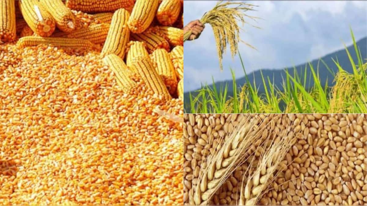 Paddy and maize yields bumper in bihar revealed in this report - Good ...