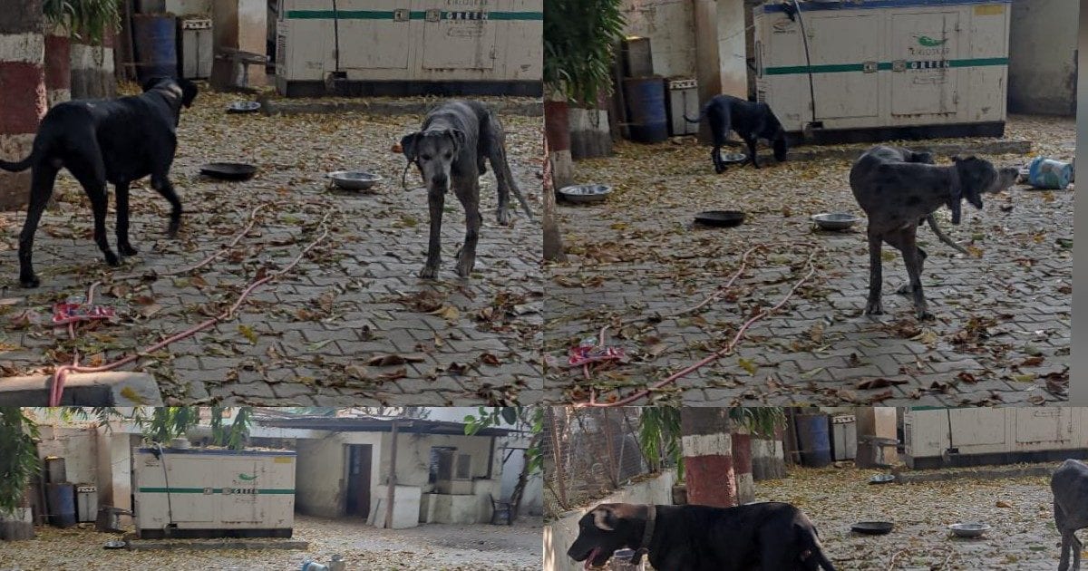 Gangster Atique Ahmed dogs rescue from prayagraj - Noida News ...