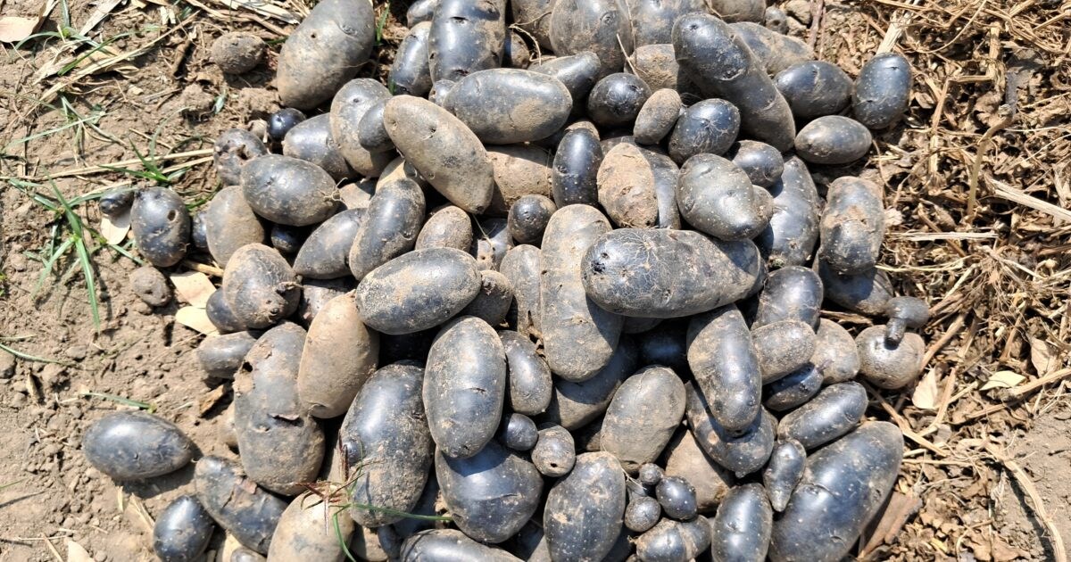 Black potato farming farmer american seed - Black Potato: वाह! बिहार के ...