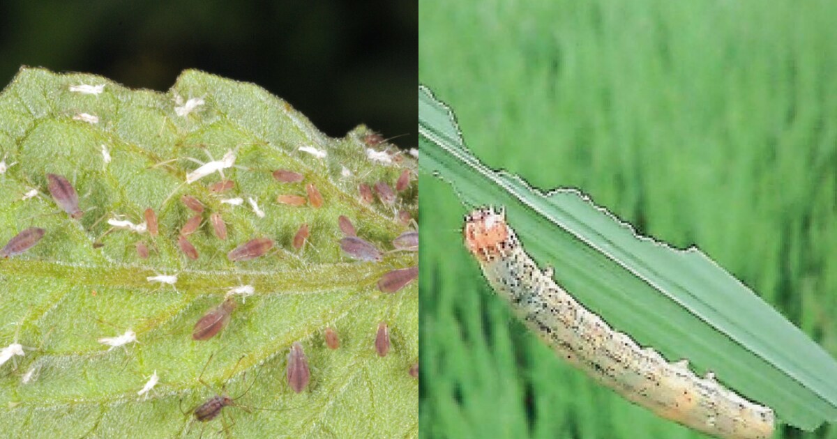 Know how to protect insects from insects planted in crops you can ...