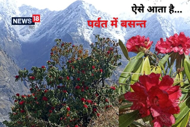 Uttarakhand News: चमोली के इस 'लाल फूल' से कैंसर समेत दूर होती कई ...