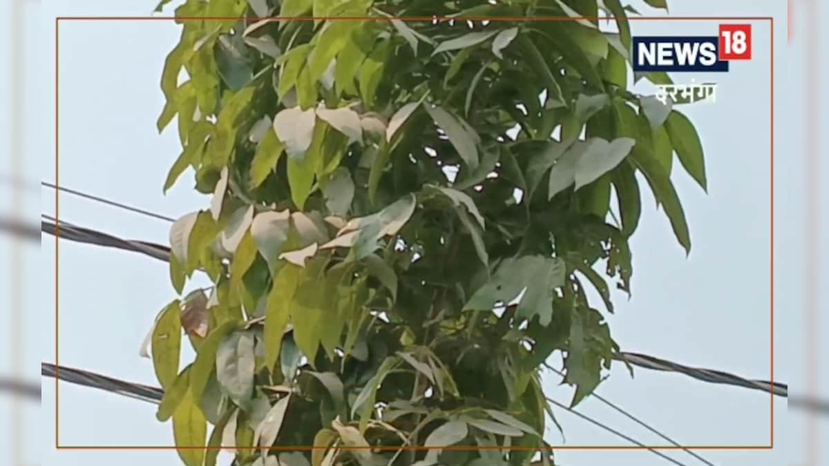 Farmers will become richer fast by planting gamhar trees farming - Tree ...