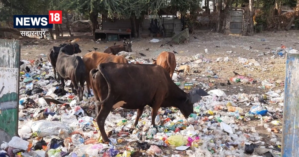 Saharanpur News: सहारनपुर में स्मार्ट सिटी के दावों की खुलती पोल! बीमार ...
