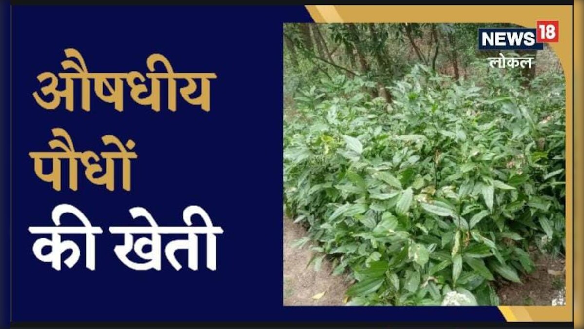 Cultivation of medicinal plants will be done in Almora localuk - News18 ...