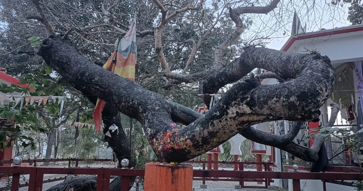 Barabanki News : पांच हजार साल पुराना है बाराबंकी का शमी का पेड़ ...