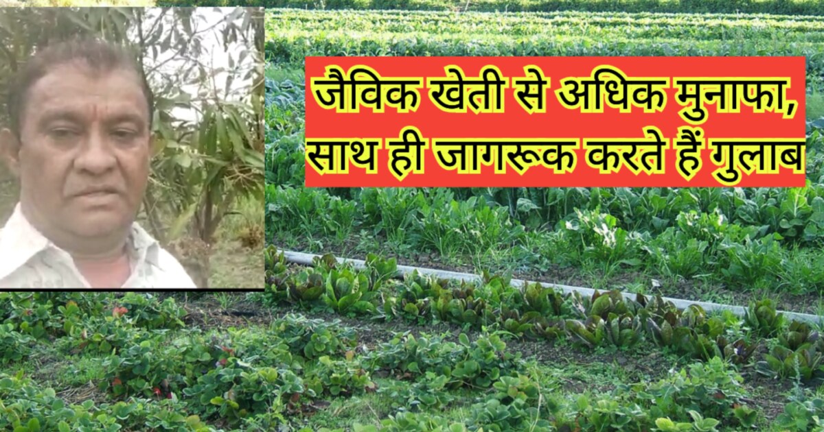 एक-दो साल कम होगी कमाई...फिर खाओ 'मलाई', इस किसान से जानिए ऑर्गेनिक ...