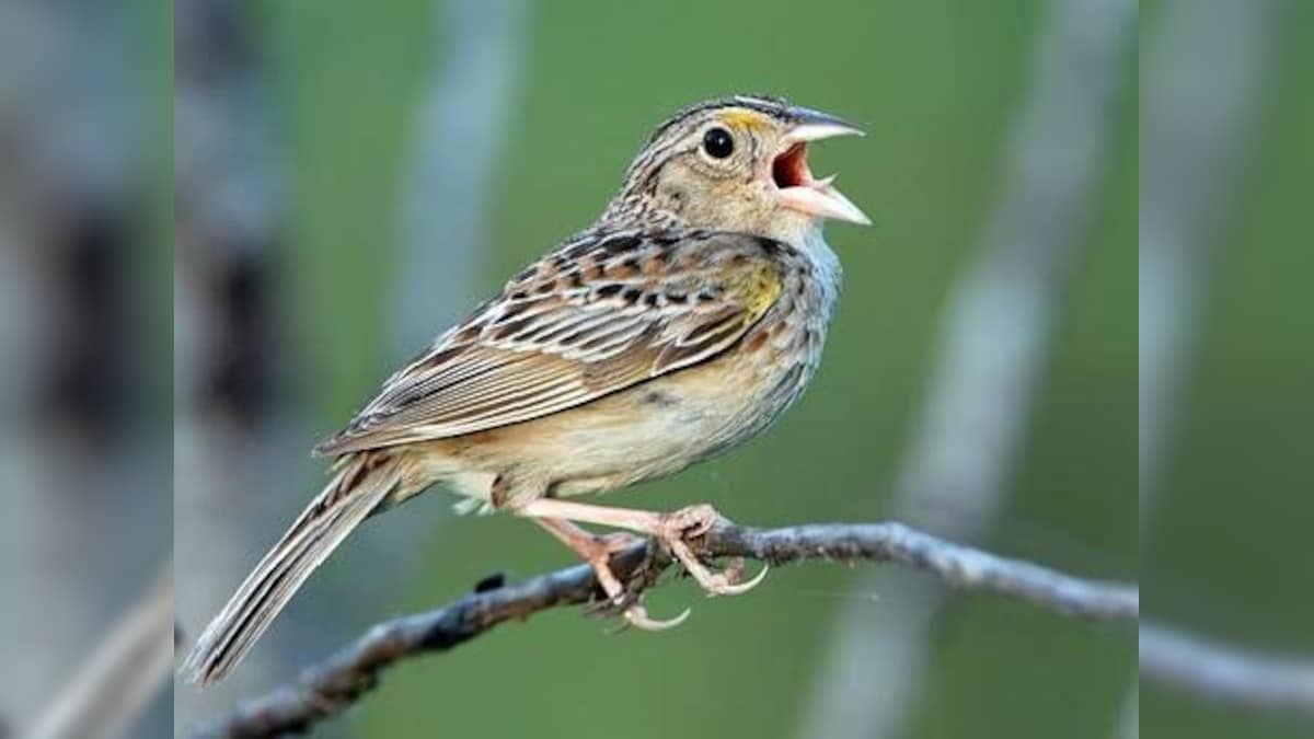 Sparrow Day: गौरैयों ने बदल दिया घर का माहौल, 4 साल में संख्या पहुंची ...