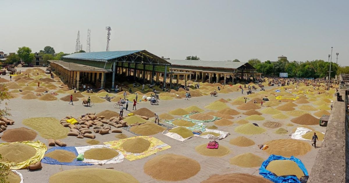 Kota News : यहां के धनिये की खुशबू देश-विदेश तक फैली, नामी मसाला ...