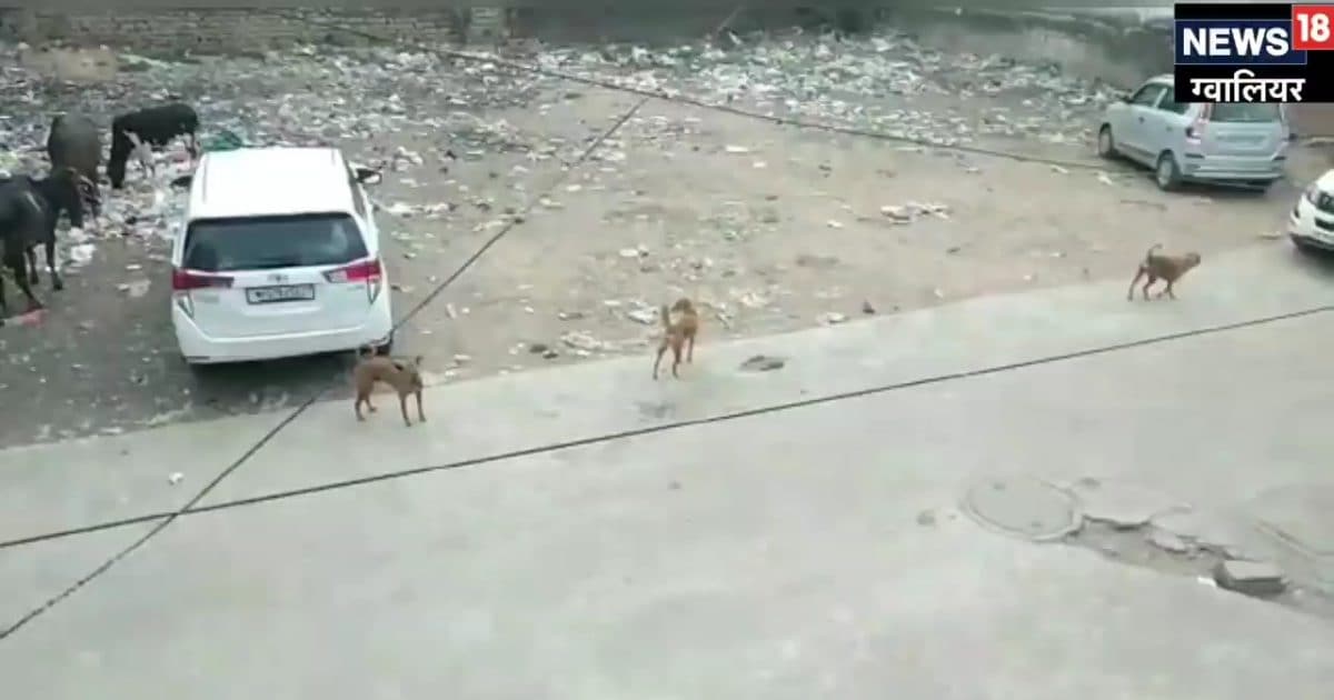 Gwalior News: सतर्क रहें! ग्वालियर में कुत्तों का आतंक, गर्मी बढ़ी तो ...