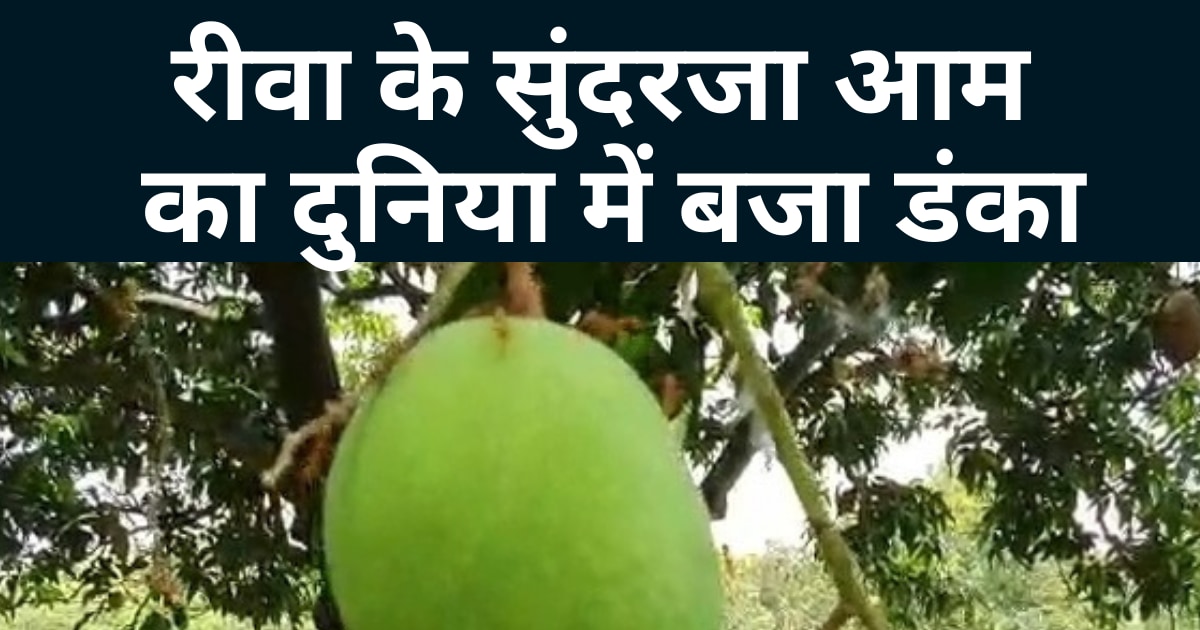 Rewa News: अब खास हो गया सुंदरजा आम, दुनिया में बजा डंका, मिला GI tag ...