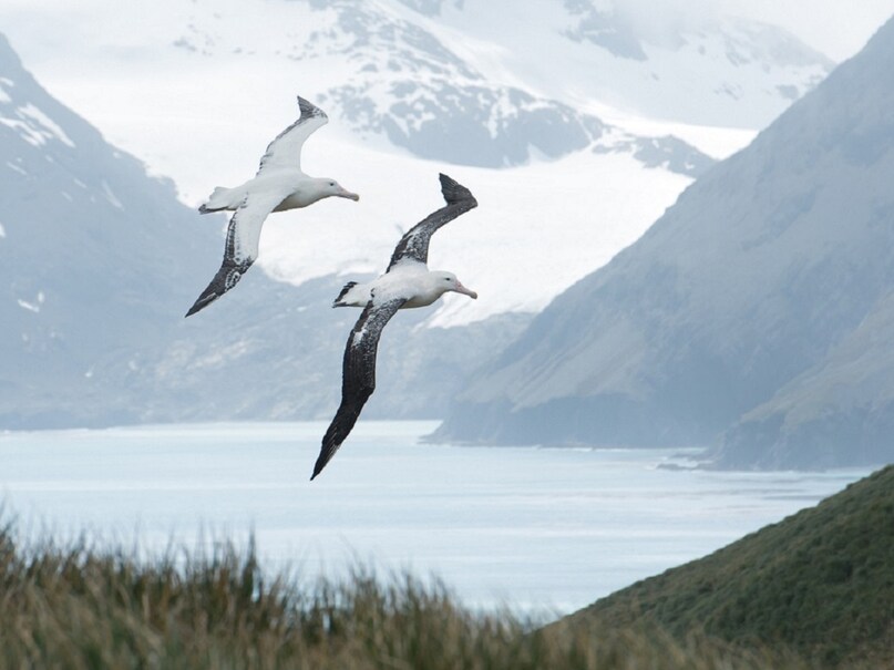 Seabirds like Albatrosses of southern ocean have different strategies ...