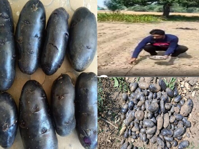 PHOTOS: काले आलू से 'सोना' उगा रहे गया के किसान, कीमत जान रह जाएंगे ...