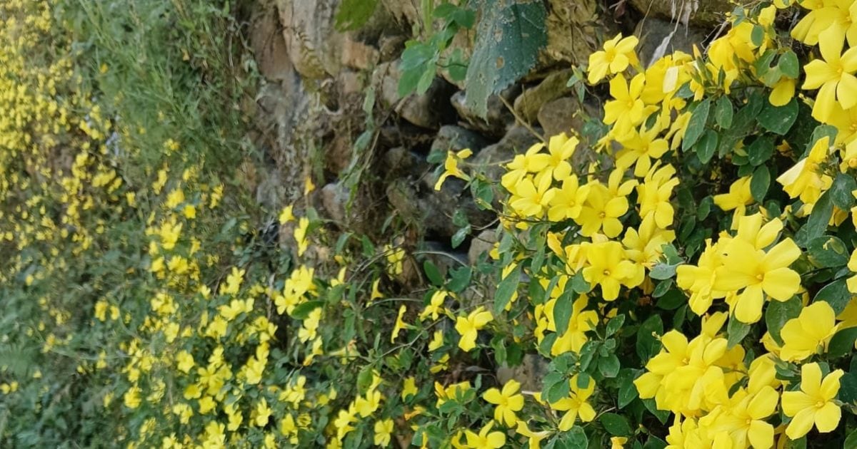 Spring begins in the mountain with the blooming of pyoli flower - Pyoli ...