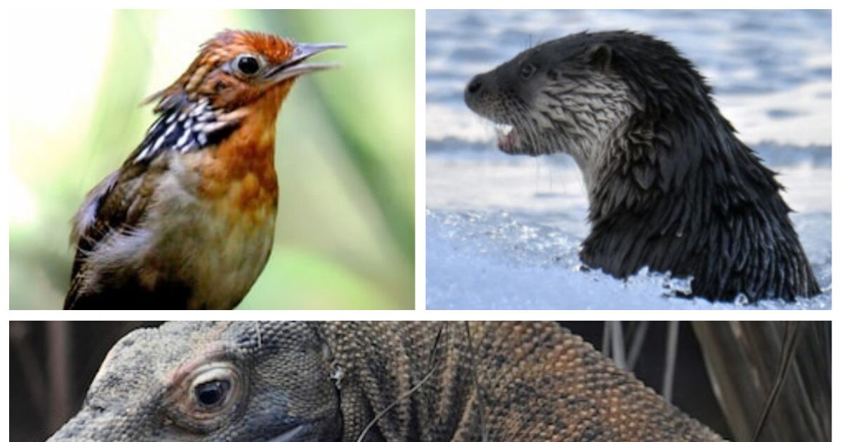 Some species of wild animals are rapidly disappearing the speed of ...