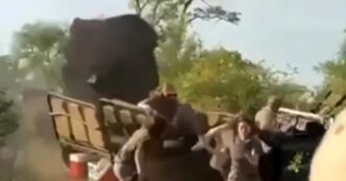 Elephant suddenly attacks tourist during jungle safari now see whatever ...