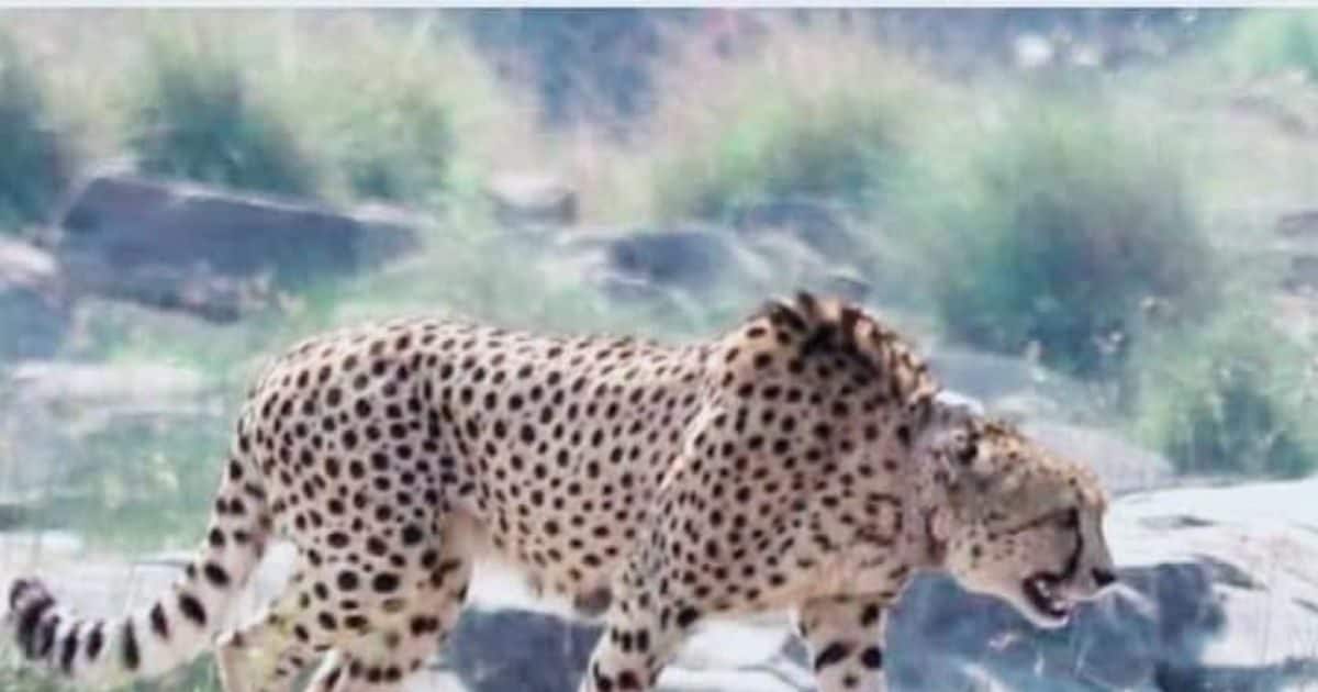 कूनो से चीते की पहली तस्वीर आई सामने, खुले जंगल में घूमता दिखा ओवान ...