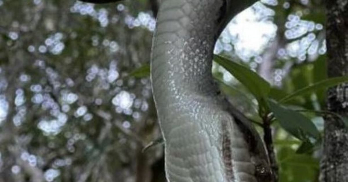 गुस्साए अजगर ने मारा 'झन्नाटेदार थप्पड़'! सकते में आ गया शख्स, संभला तो ...