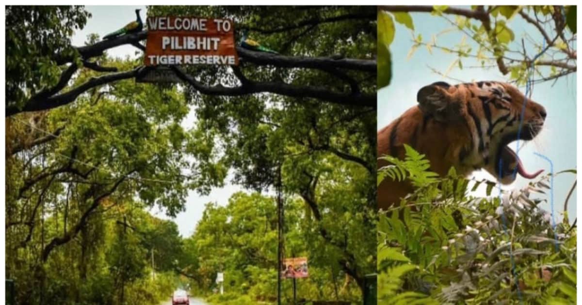 Ranthambore national park tigers will be protected in line of pilibhit ...