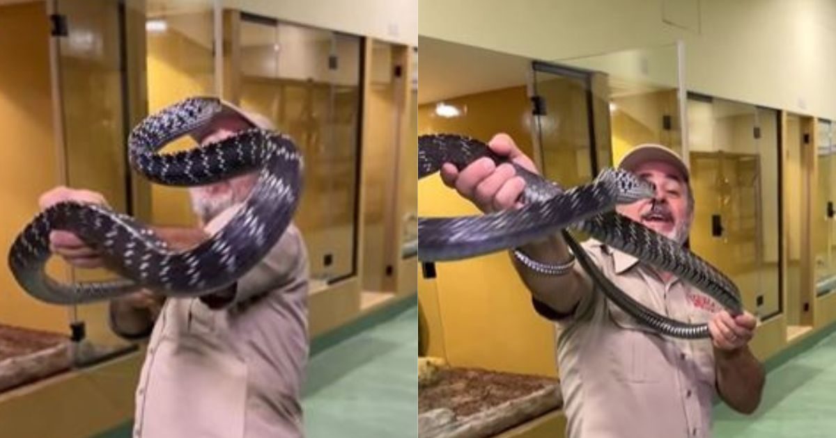 When 9 feet long snake hissed then pounced to bite saanp ka video dekh ...