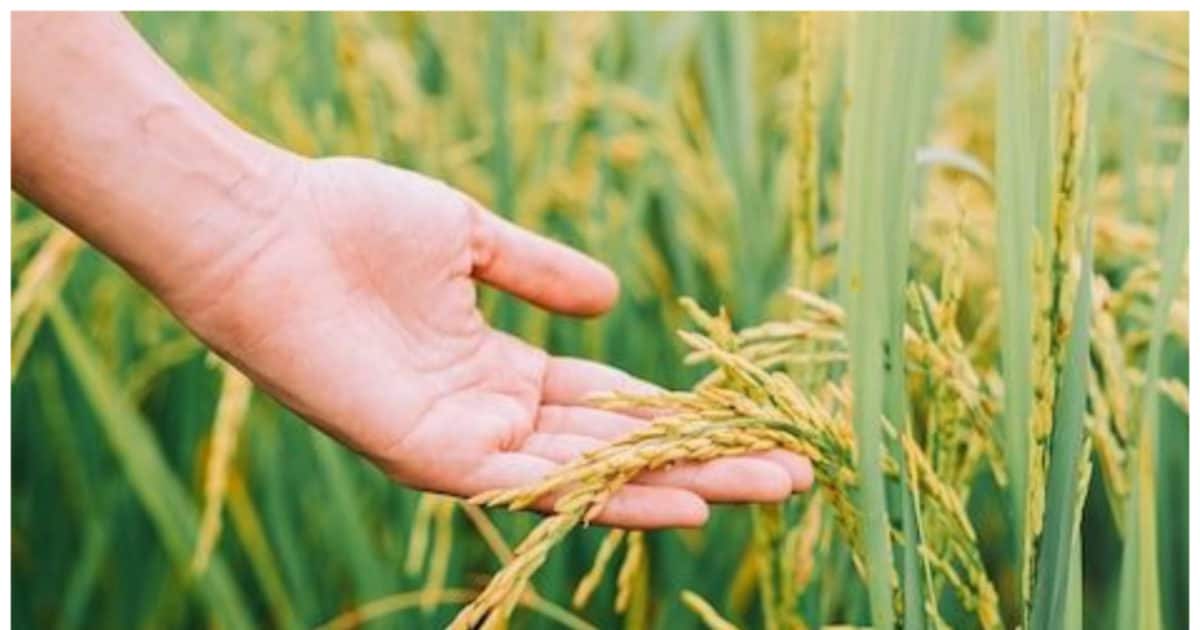 साठा धान की खेती पर पाबंदी, फिर भी किसानों में रहती है इसकी बुवाई की ...