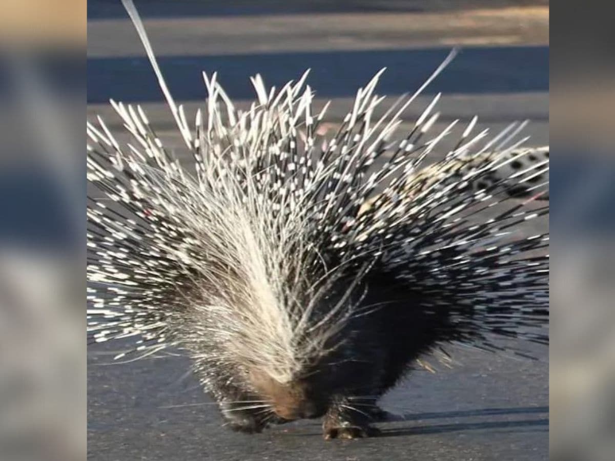 Tigress Ponytail injured during Sehi hunting in Sariska Tiger Reserve ...