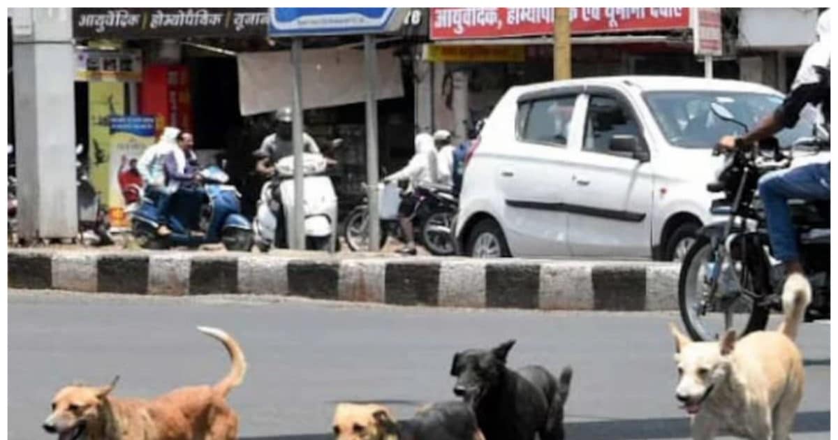Delhi Stray Dogs: राजधानी दिल्ली को अब लावारिस कुत्तों के आतंक से जल्द ...
