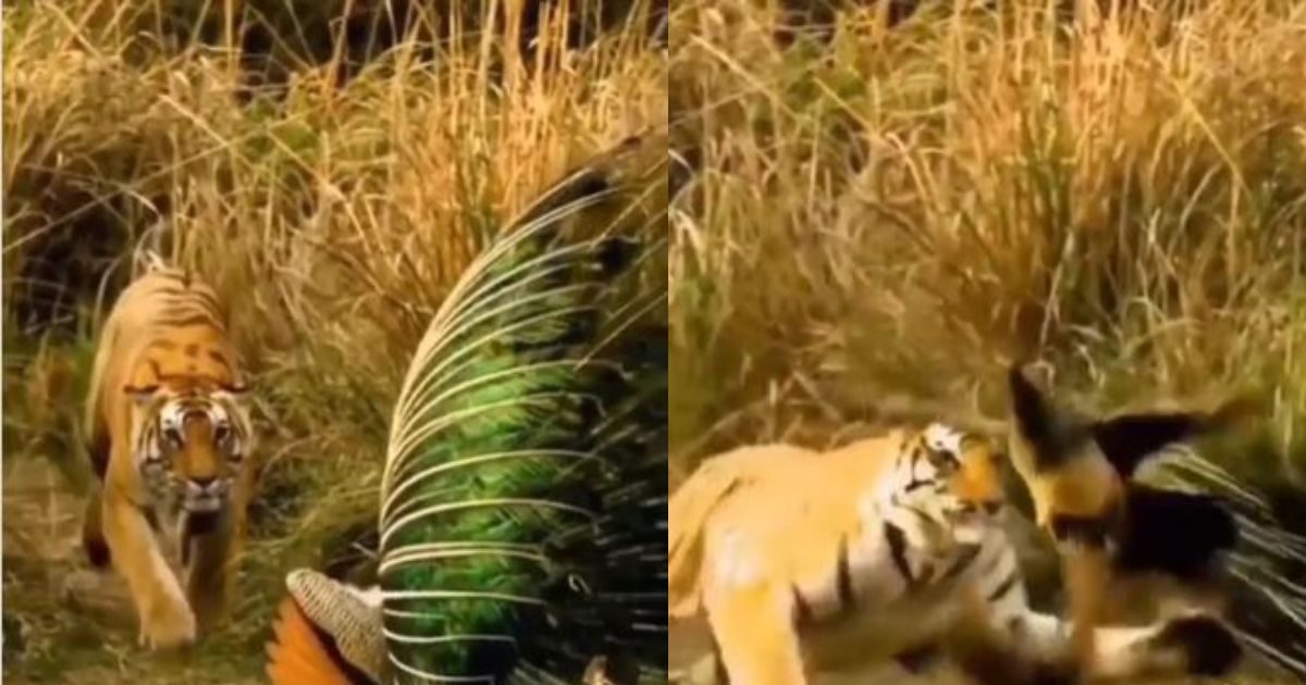 Tiger attack on birds see who win or who lose tiger ka hamla - पक्ष ...