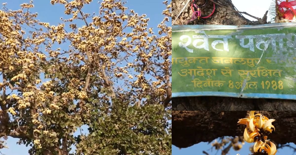 Strange White Palash Tree Flowers Photos People Steal Leaves of Safed ...