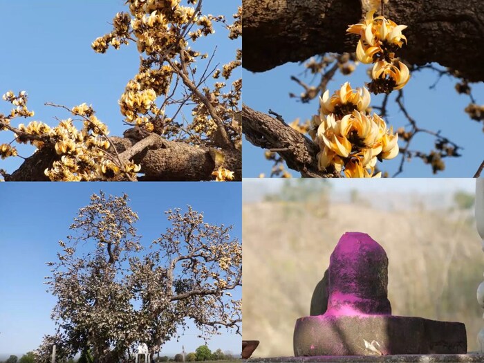 Strange White Palash Tree Flowers Photos People Steal Leaves of Safed ...