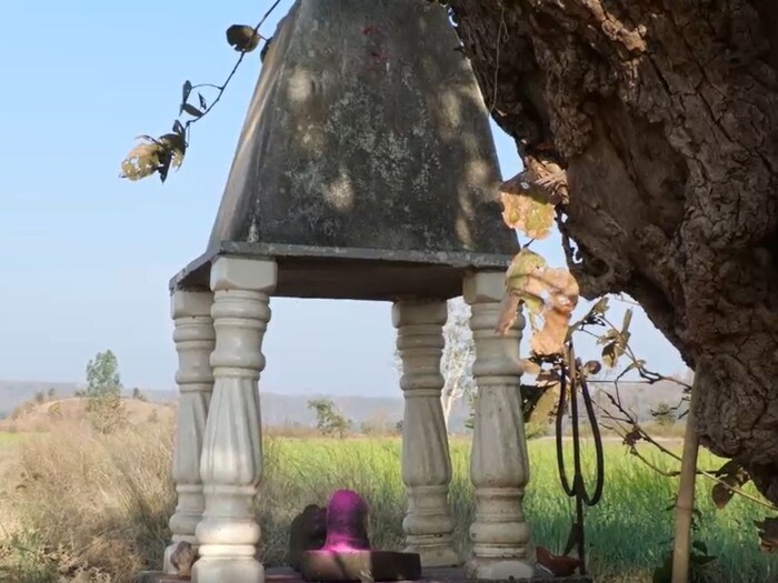 Strange White Palash Tree Flowers Photos People Steal Leaves of Safed ...