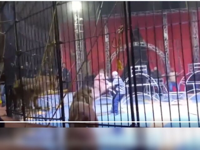 Wildlife viral The lion of the circus got so furious it bled to death ...