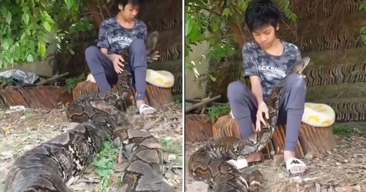 Wild life viral Boy showered love on pet python started caressing it in ...