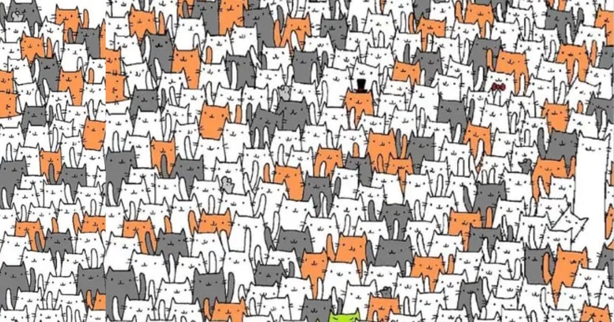A rabbit is hidden in the picture of cats optical illusion challenge ...