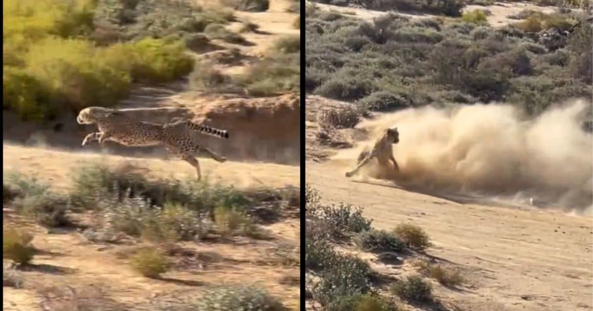 Cheetah running after prey captured on camera people were stunned to ...