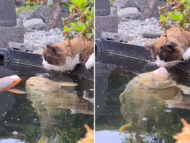 The fish fell in love with the cat seeing the kiss alone the romantic ...