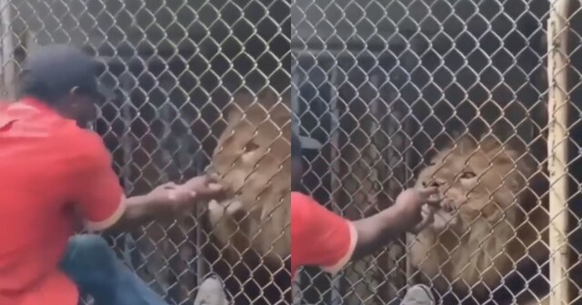 Viral Video: जंगल के राजा से पंगे लेने चल दिया शख्स, अगले पल शेर ने ...